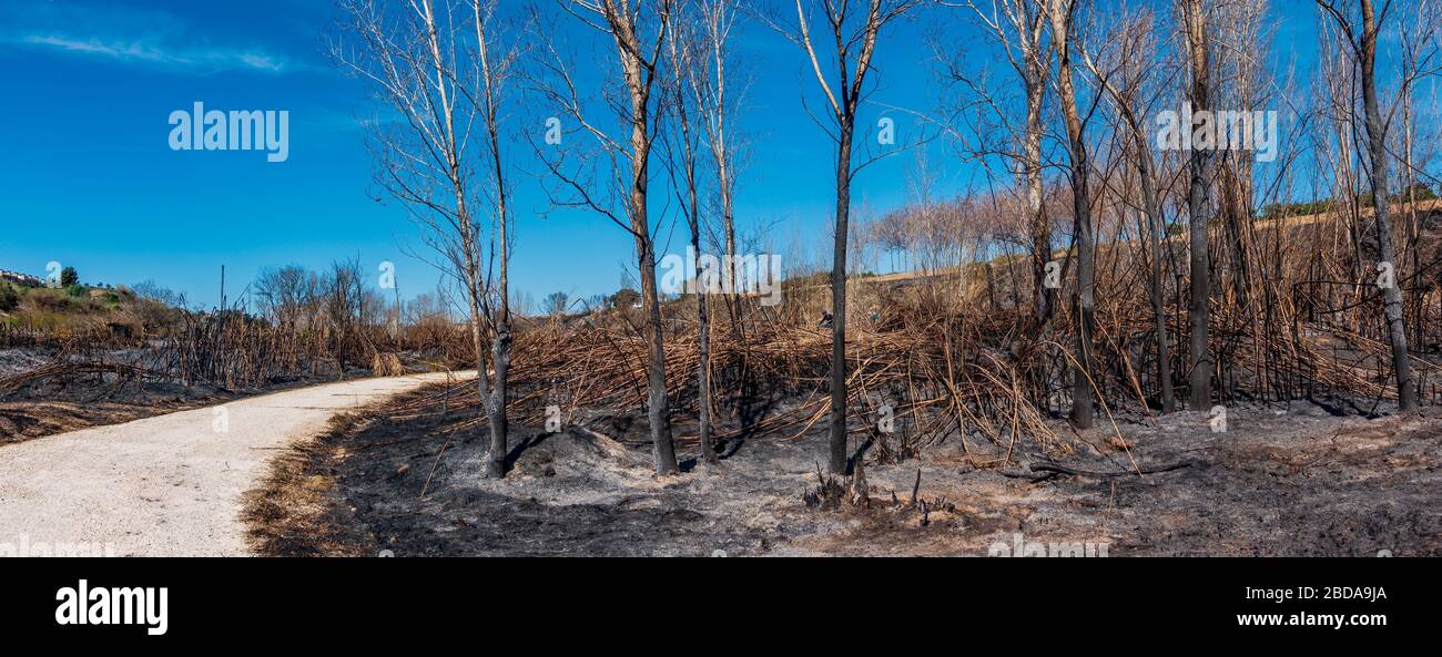 Track and completely burnt area after fire Stock Photo - Alamy