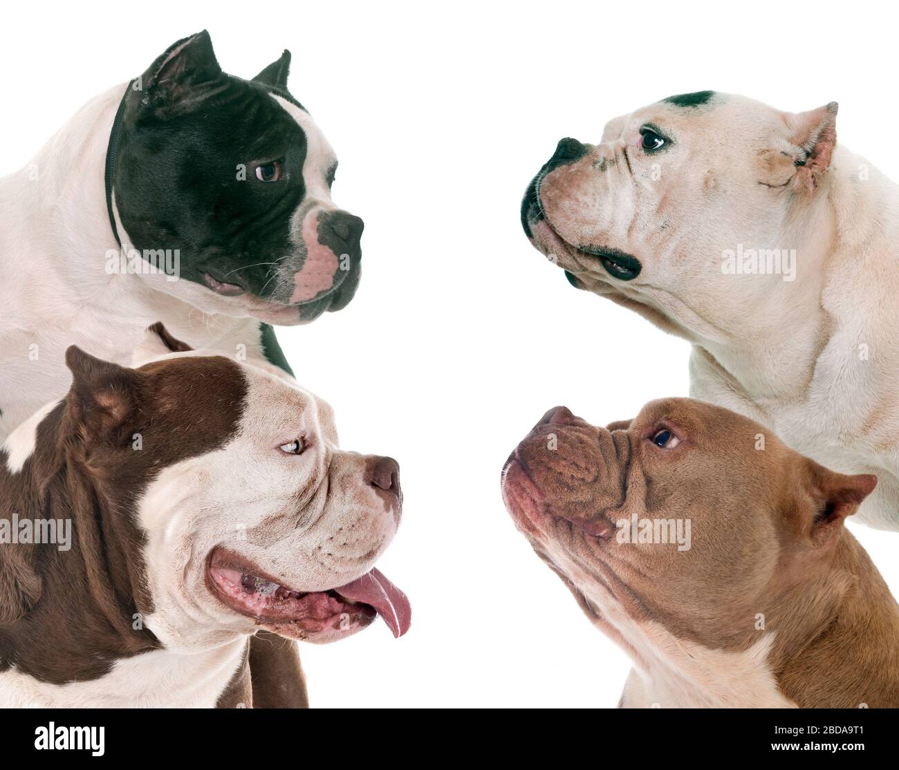 American bully head hi-res stock photography and images - Alamy