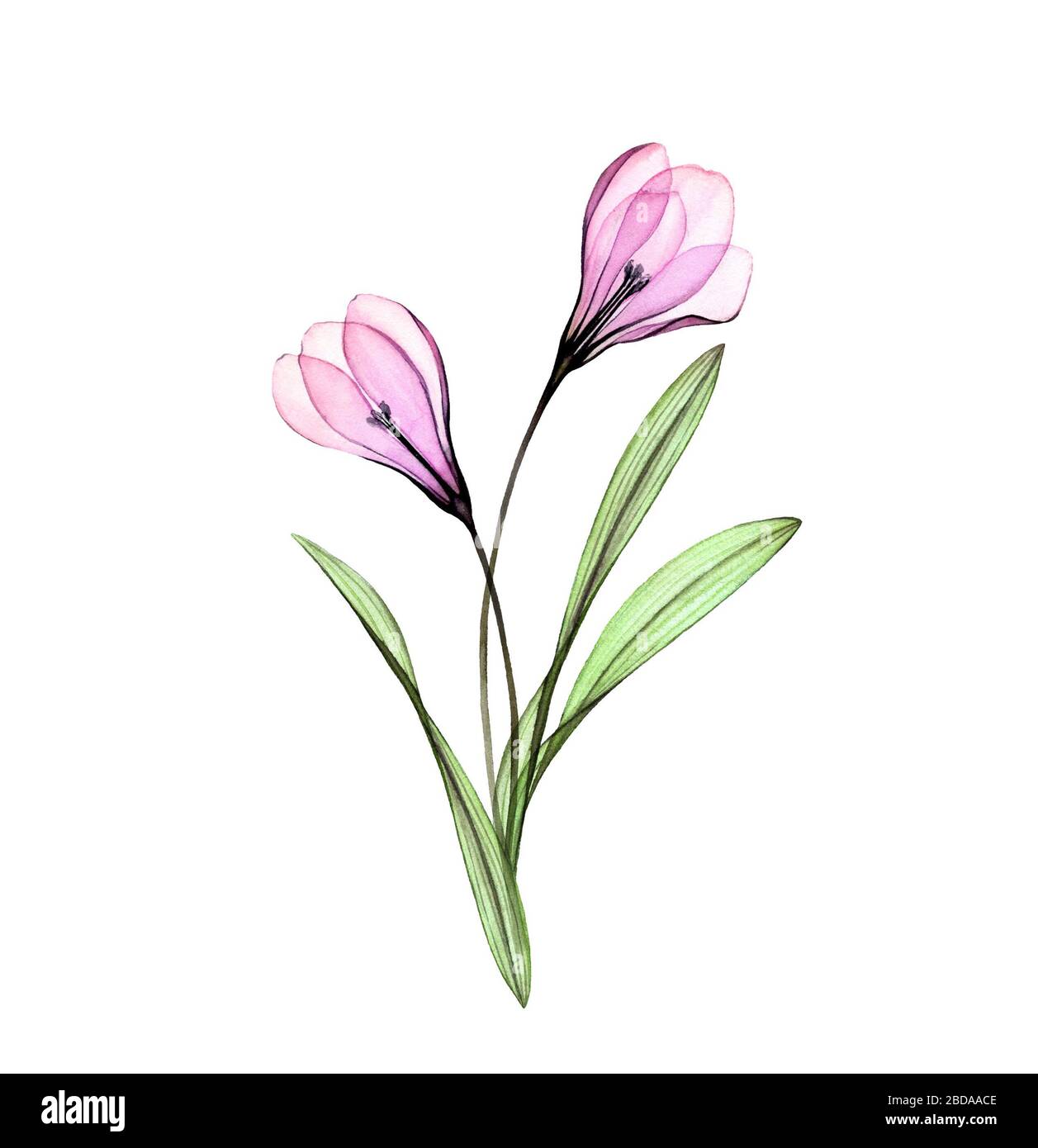 Watercolor Crocus. Hand painted artwork with flowers isolated on white ...