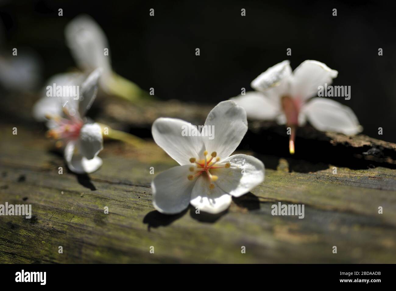 Tung blossom hi-res stock photography and images - Alamy