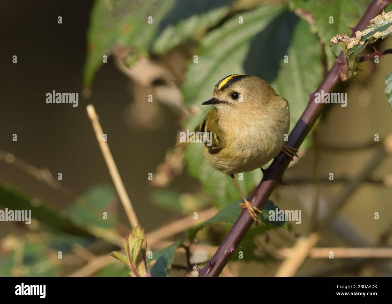 Goldcrest nest hi-res stock photography and images - Alamy