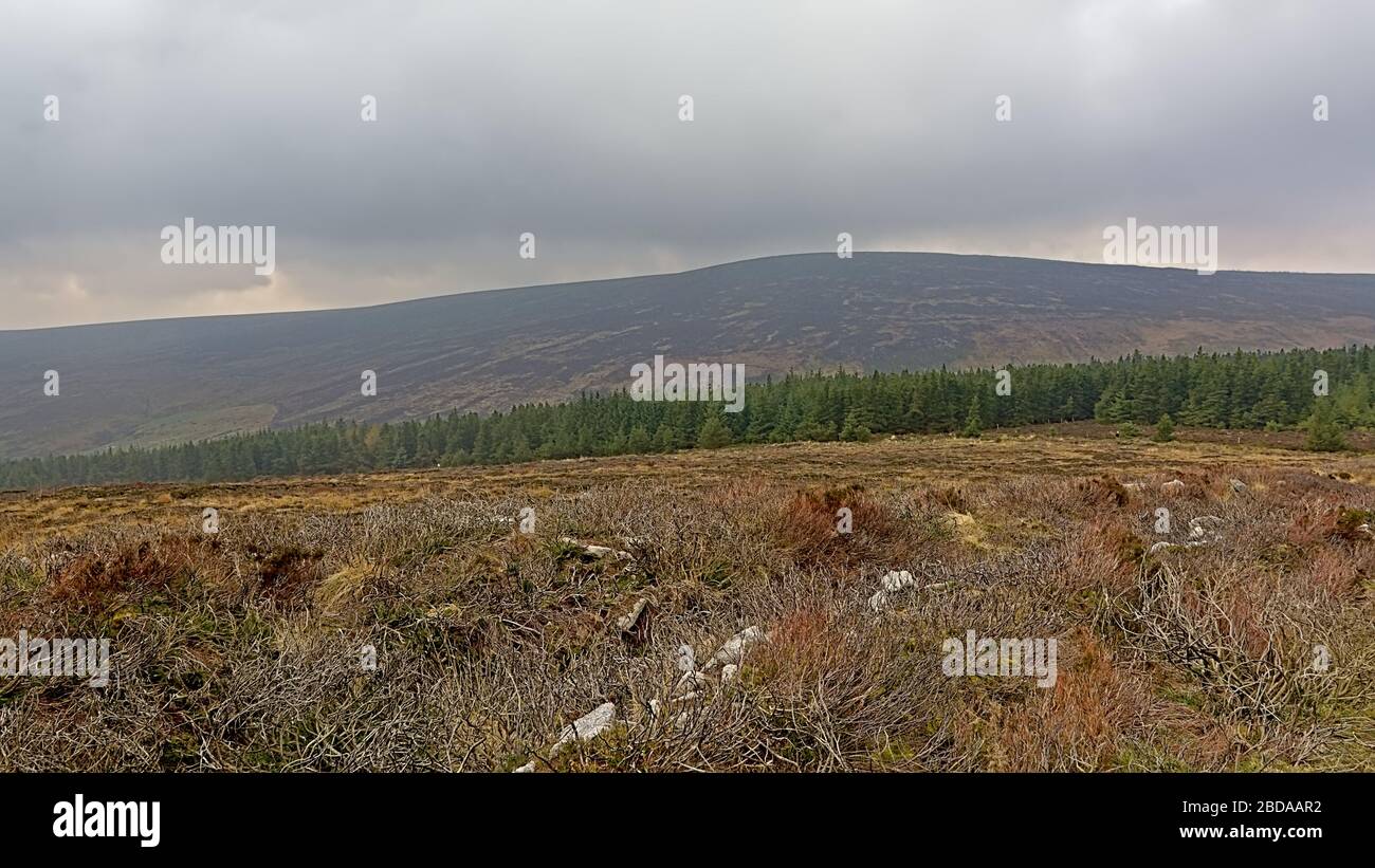 Heath vegetation and spruce forest in the fog in Ticknock mountains ...