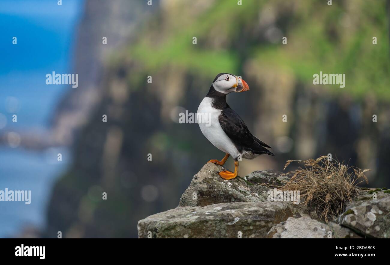 Puffin adventures hi-res stock photography and images - Alamy