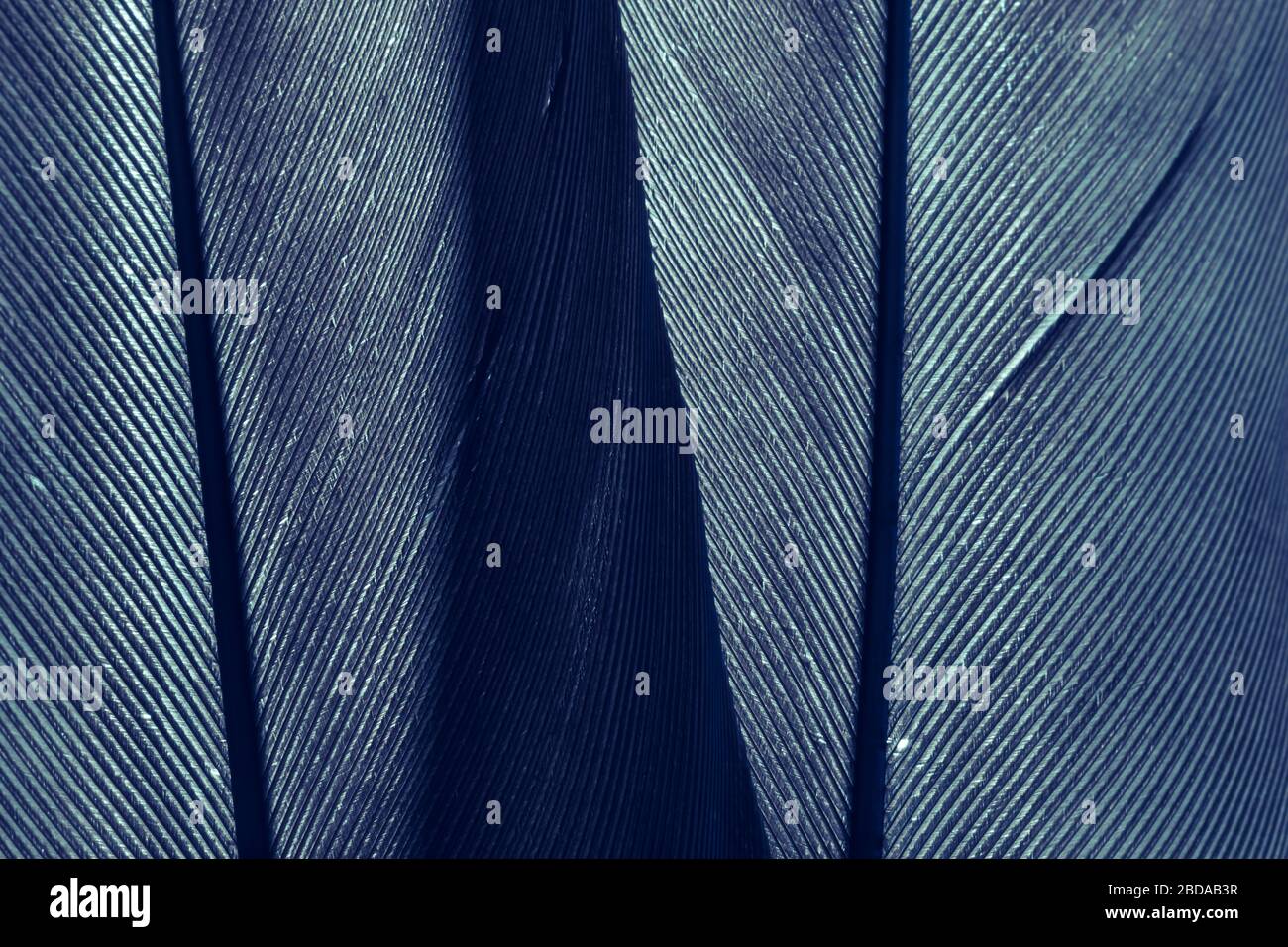 Close up Beautiful dark-blue Bird feather background pattern texture ...
