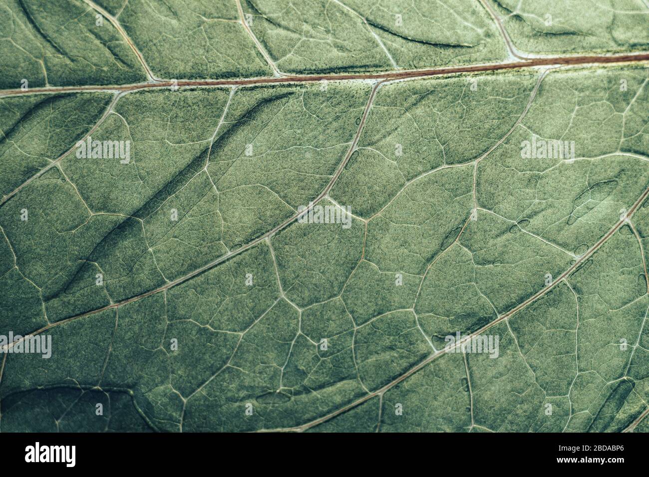 Close up Beautiful green fresh leaf pattern background texture for ...