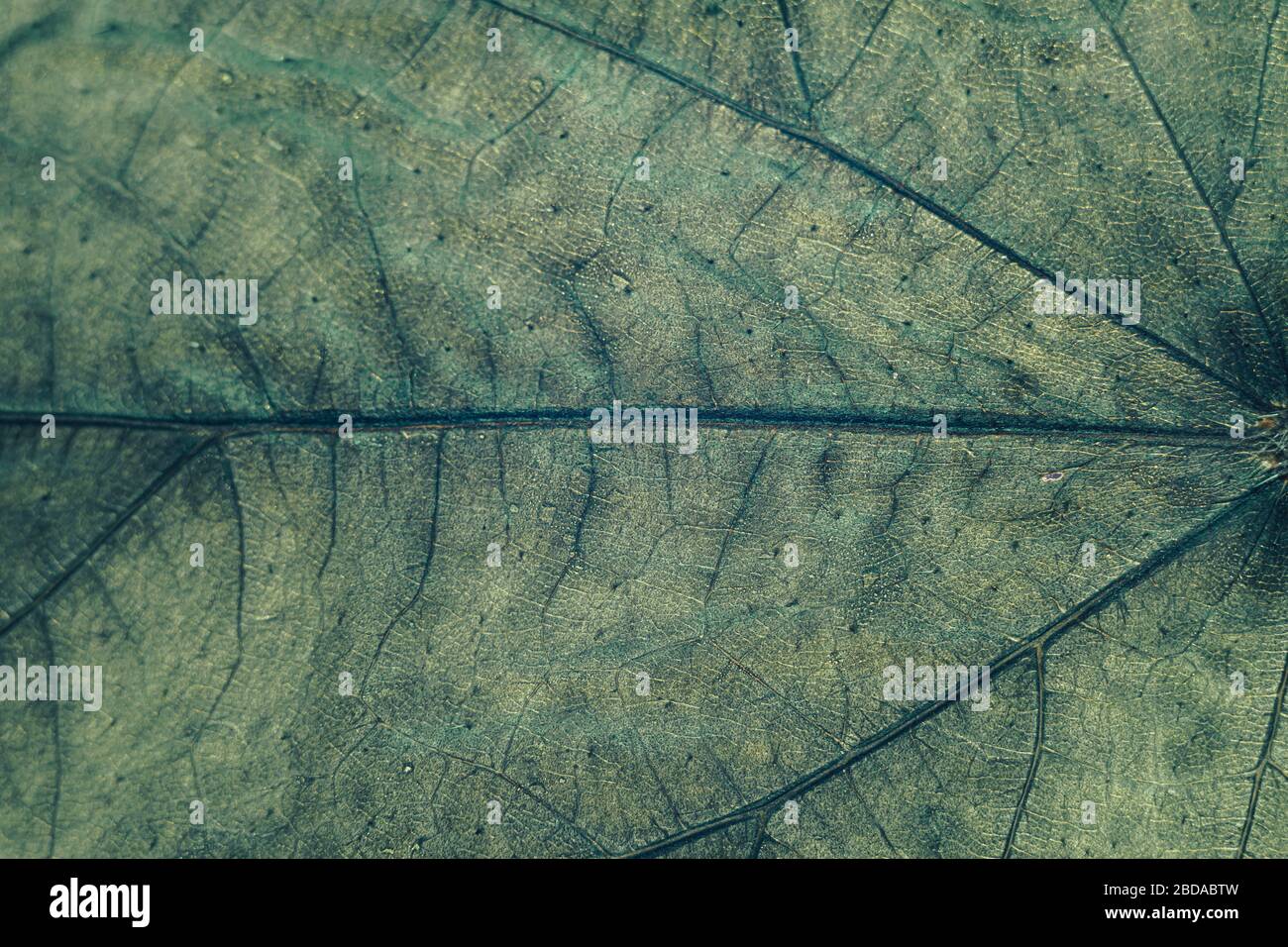 Close up Beautiful green fresh leaf pattern background texture for ...