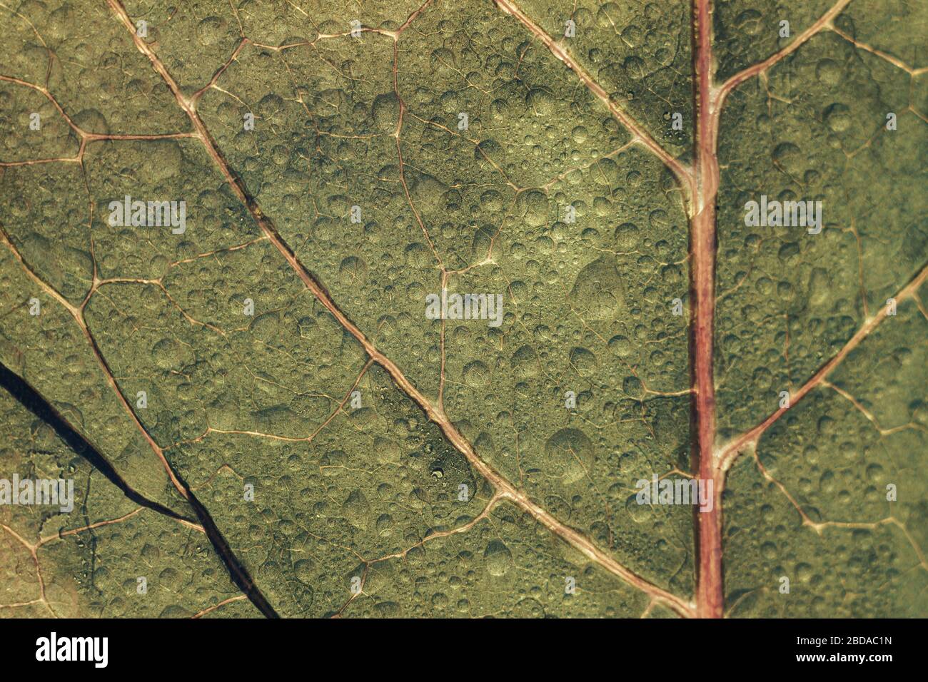 Close up Beautiful green fresh leaf pattern background texture for ...