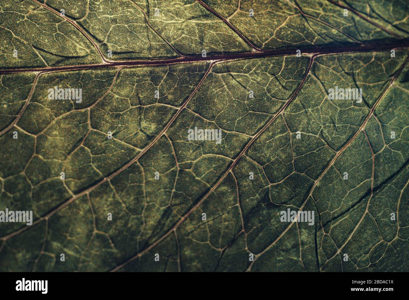 Close up Beautiful spring leaf pattern background texture for design ...