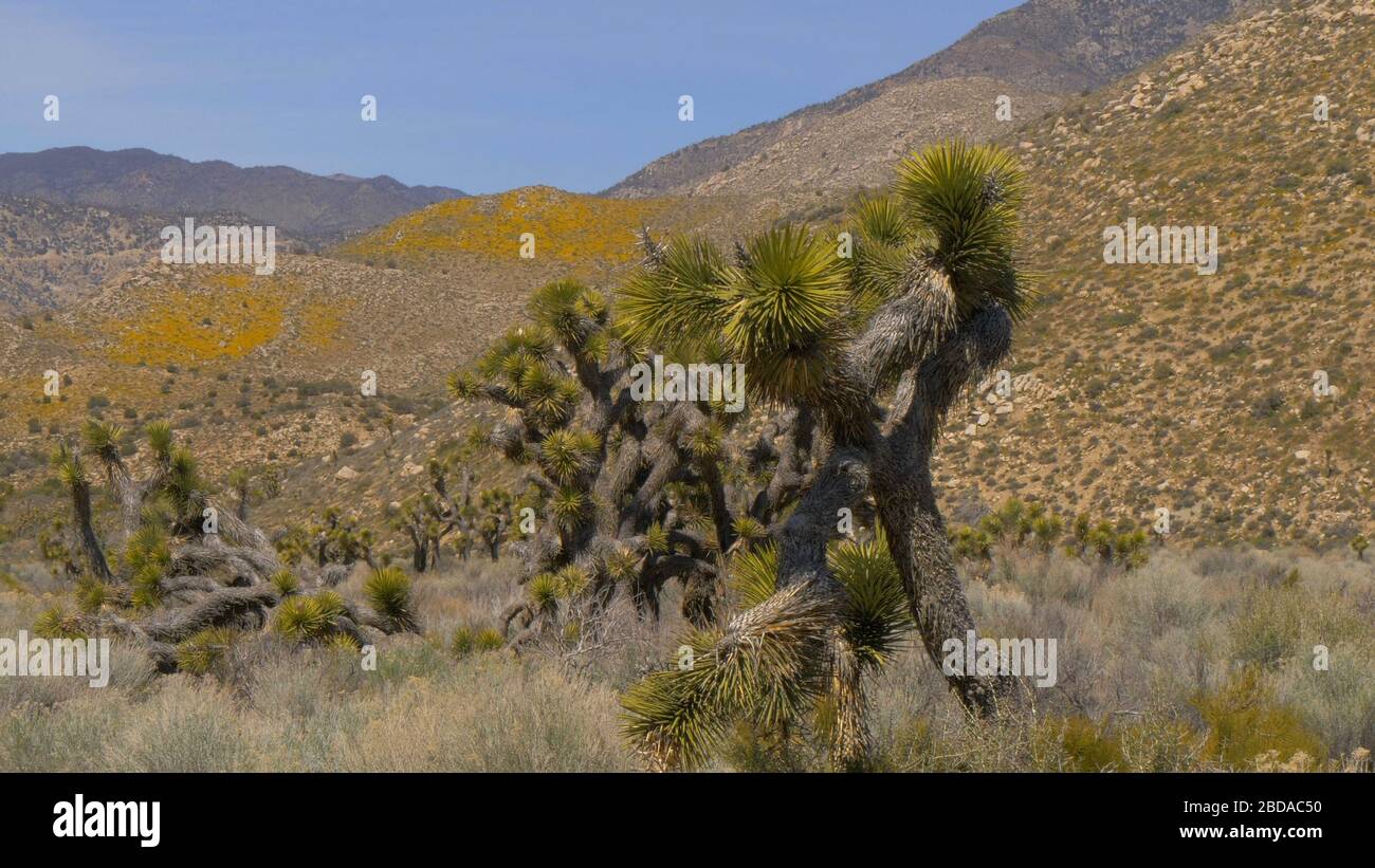 Scenic route through the desert at Sequoia in California Stock Photo ...