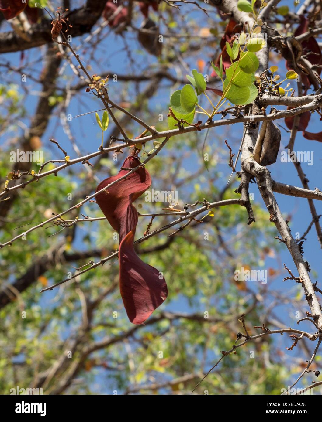 Bauhinia Tree High Resolution Stock Photography and Images - Alamy