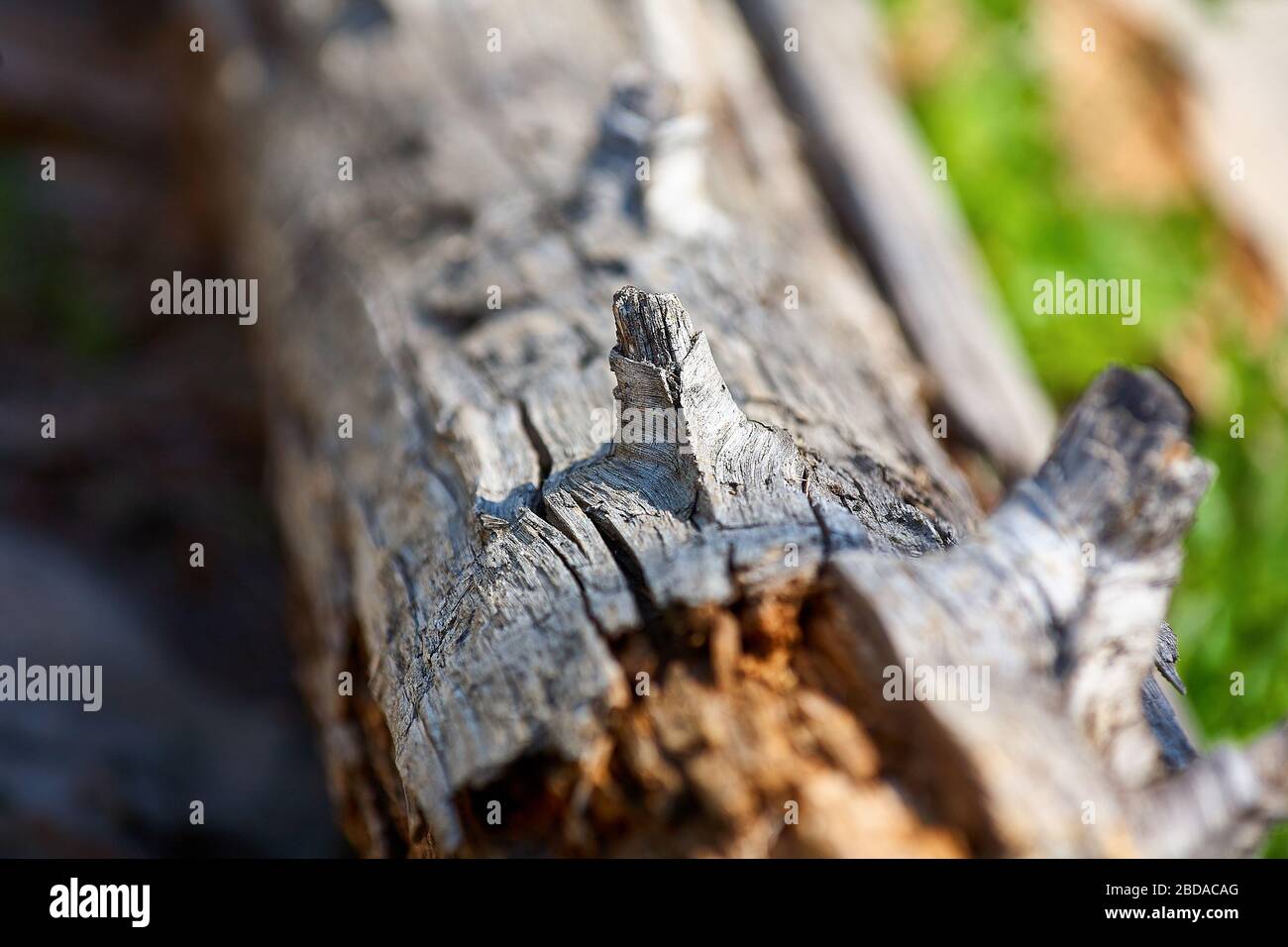 Fallen trees in the forest hi-res stock photography and images - Alamy