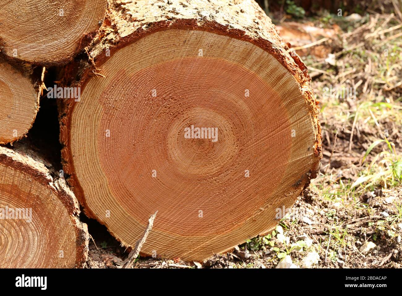 Sawn tree. Annual rings on a tree Stock Photo - Alamy