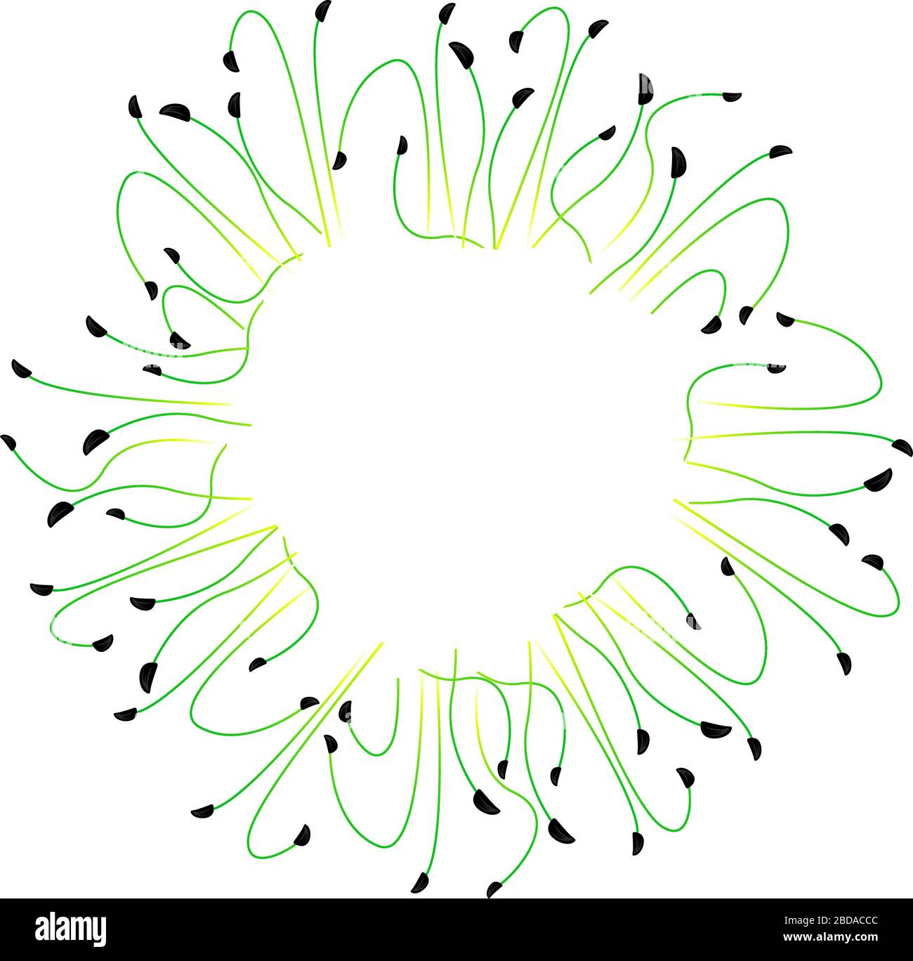Microgreens Scallions. Arranged in a circle. Vitamin supplement, vegan ...