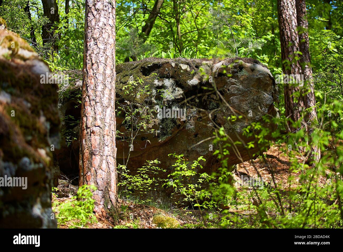 Bear in pine forest hi-res stock photography and images - Alamy
