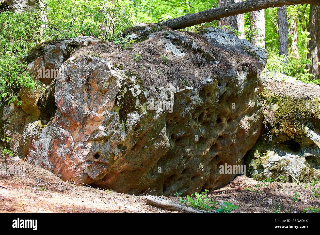 Dead wood in gorge forest hi-res stock photography and images - Alamy