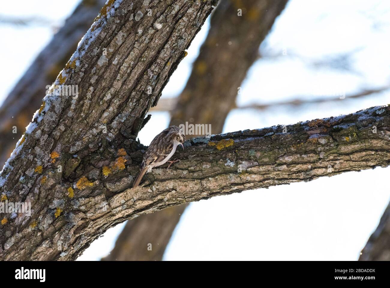 Eurasian treecreeper or common treecreeper (Certhia familiaris) on the ...