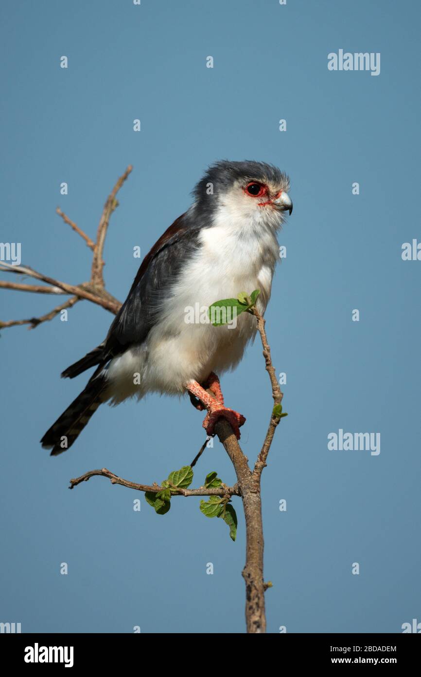 African pygmy falcon hi-res stock photography and images - Alamy