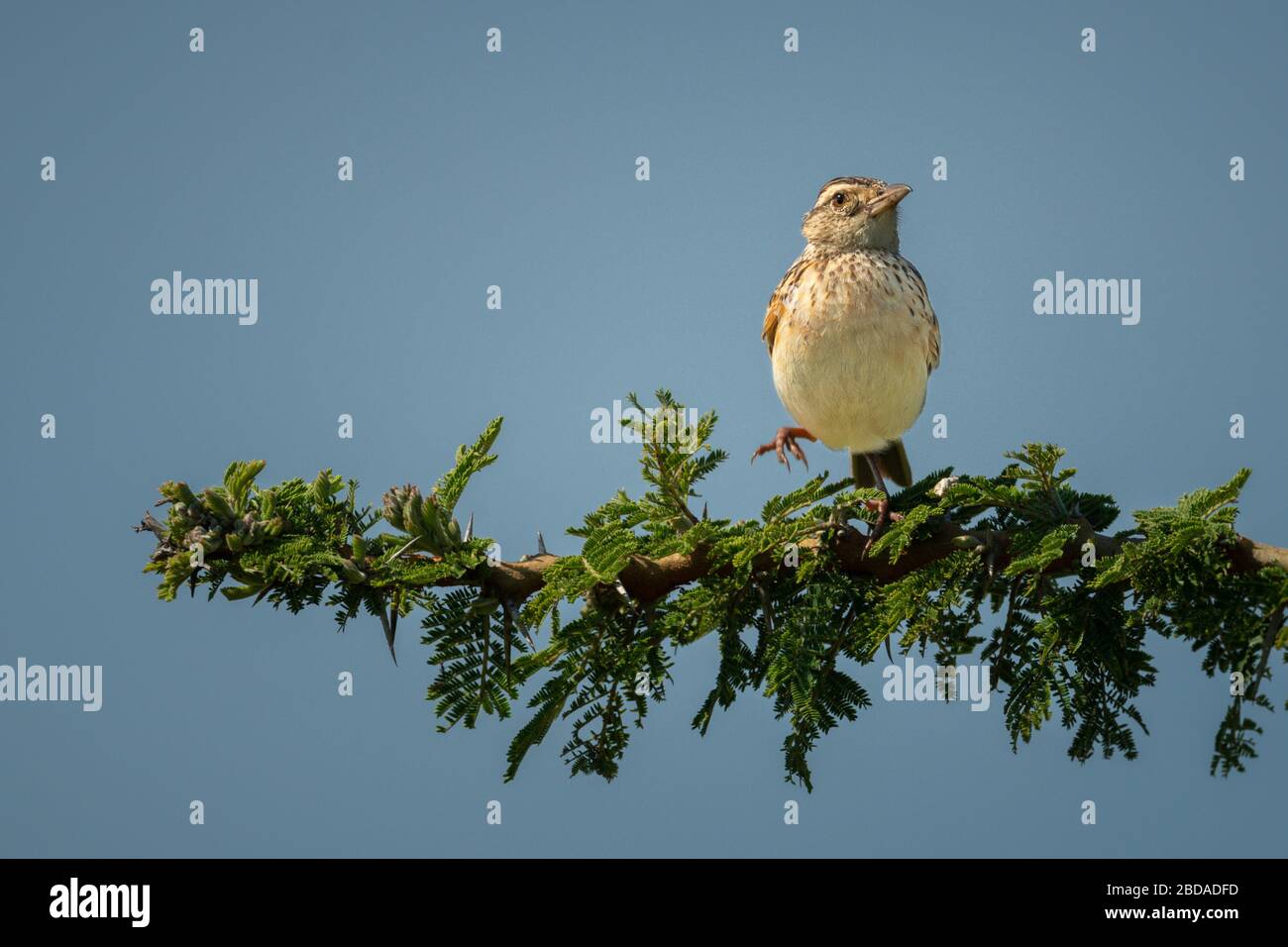 Rufous-naped lark perches on branch lifting foot Stock Photo - Alamy