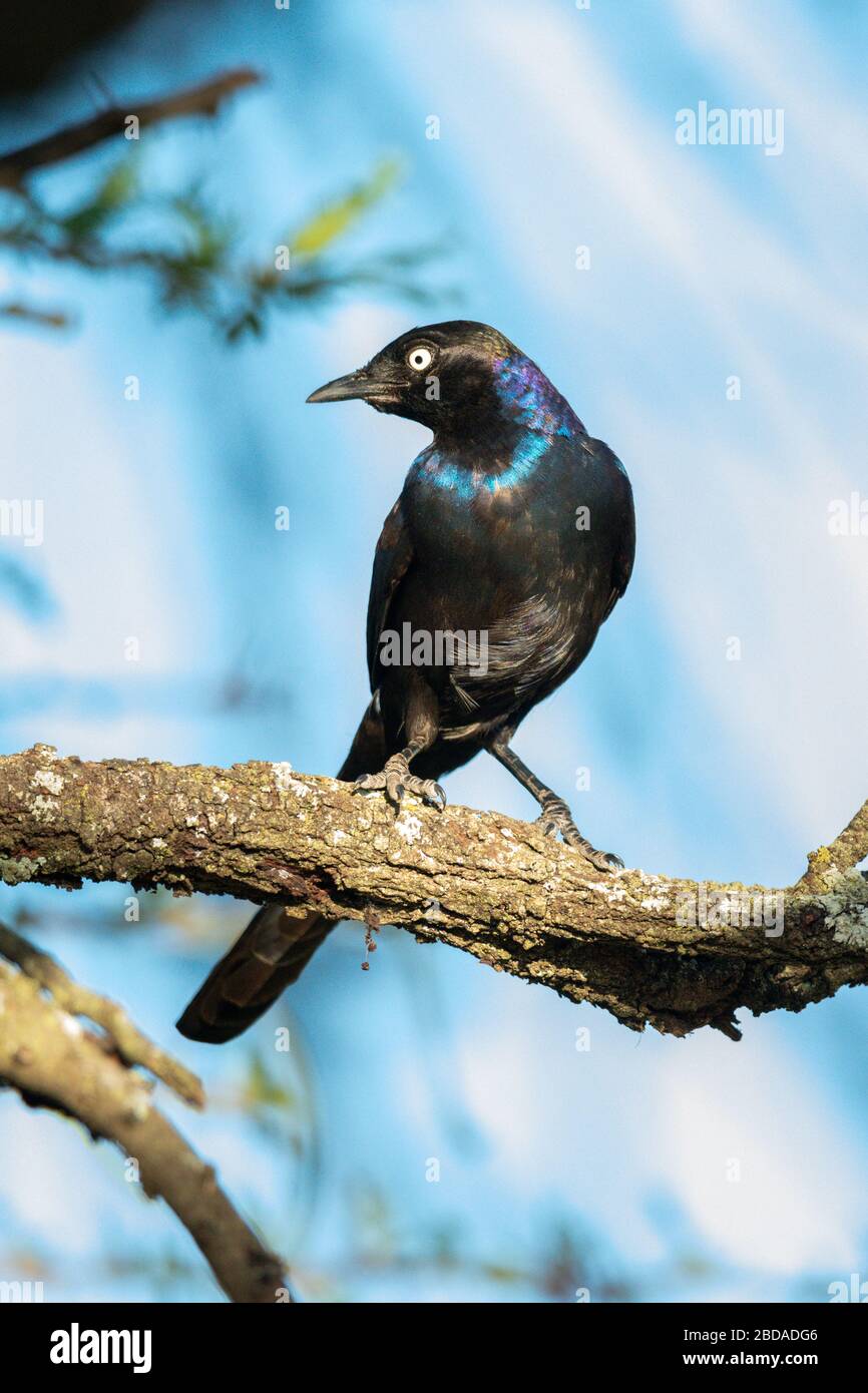 Ruppell long-tailed starling turns head on branch Stock Photo - Alamy