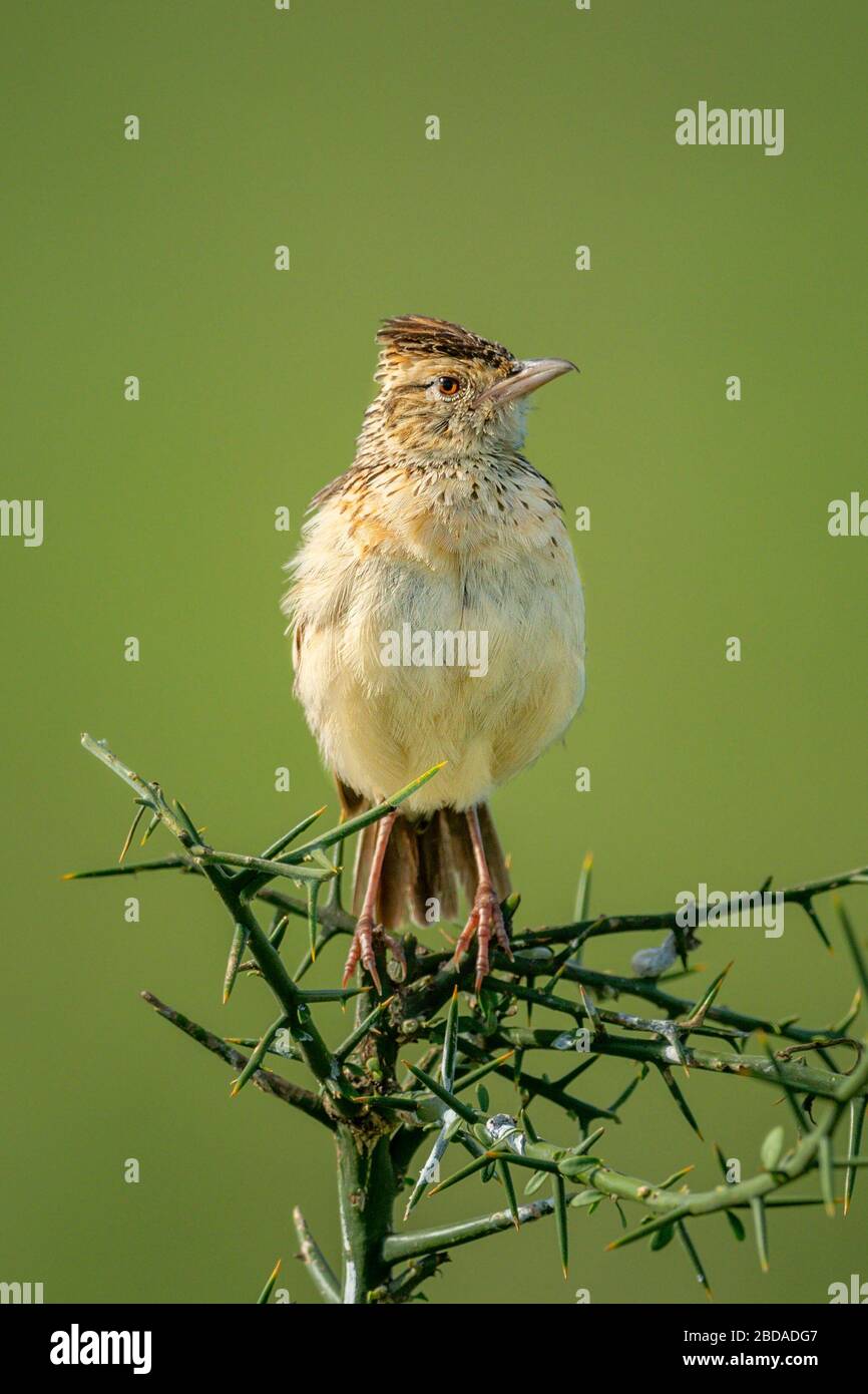 Thornbush savanna hi-res stock photography and images - Alamy
