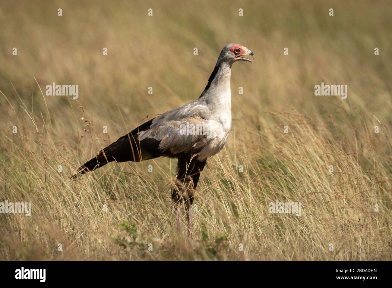 Secretary bird standing in hi-res stock photography and images - Alamy
