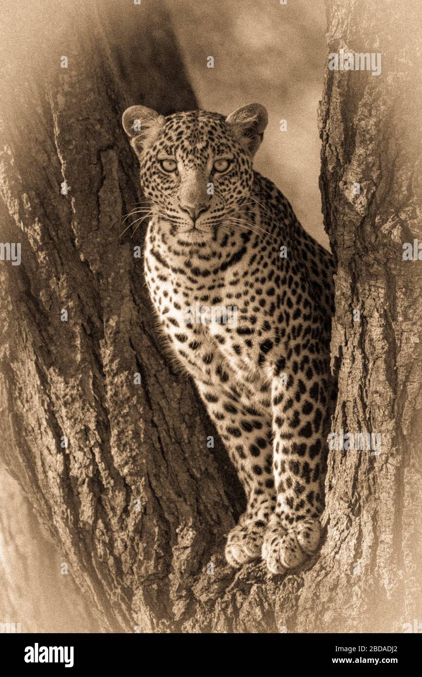 Sepia leopard eyeing camera from tree fork Stock Photo - Alamy