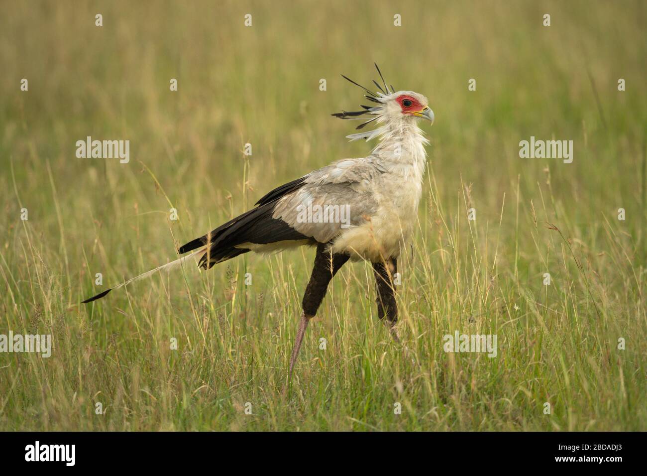 Secretary bird walking across grass facing right Stock Photo - Alamy
