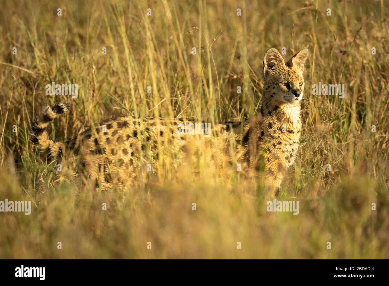 Serval in long grass hi-res stock photography and images - Alamy