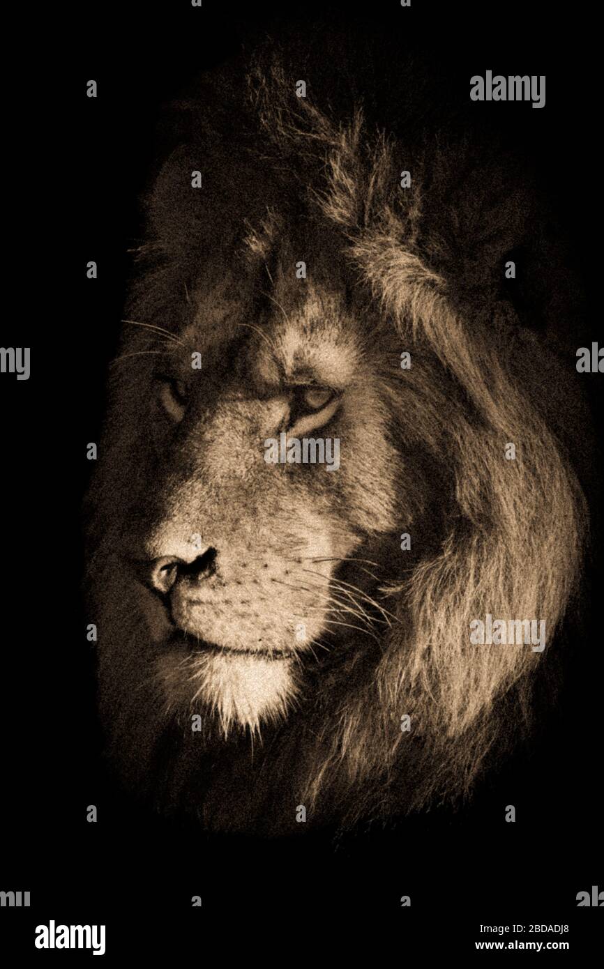 Sepia close-up of lion face in shadows Stock Photo - Alamy