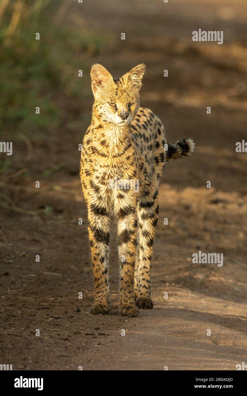 Serval cat on african savannah hi-res stock photography and images - Alamy