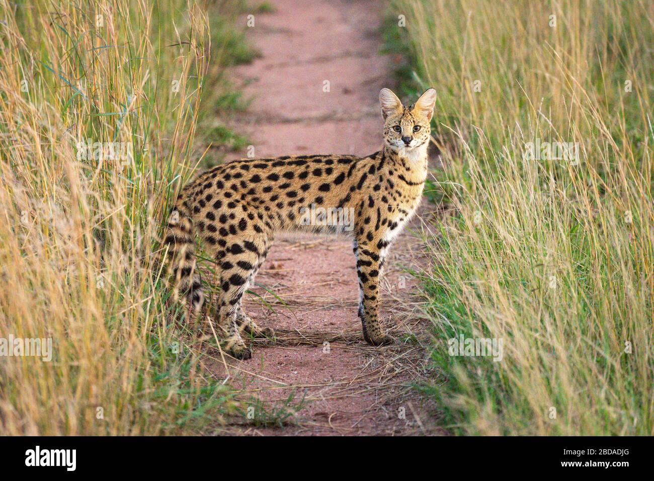 Serval eyes camera from middle of track Stock Photo - Alamy