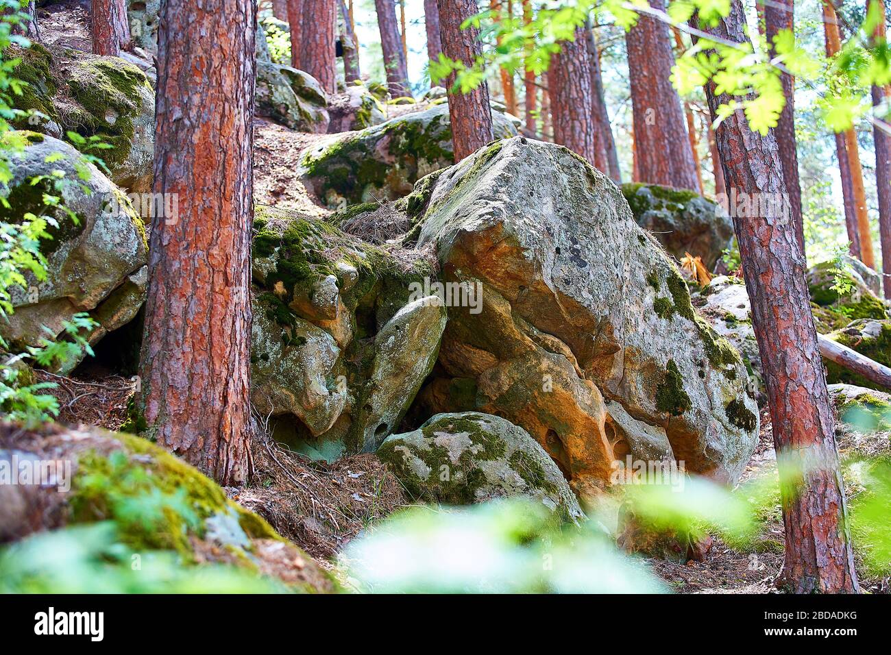Large rocks in the pine forest. National park Stock Photo - Alamy