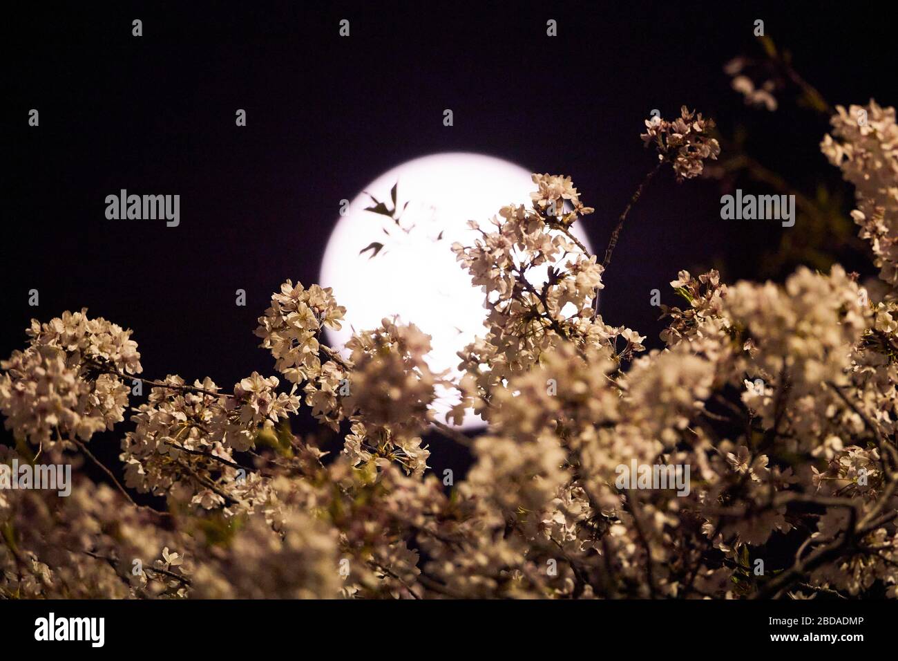The Supermoon is seen behind the cherry blossoms in Yokohama, Japan on ...