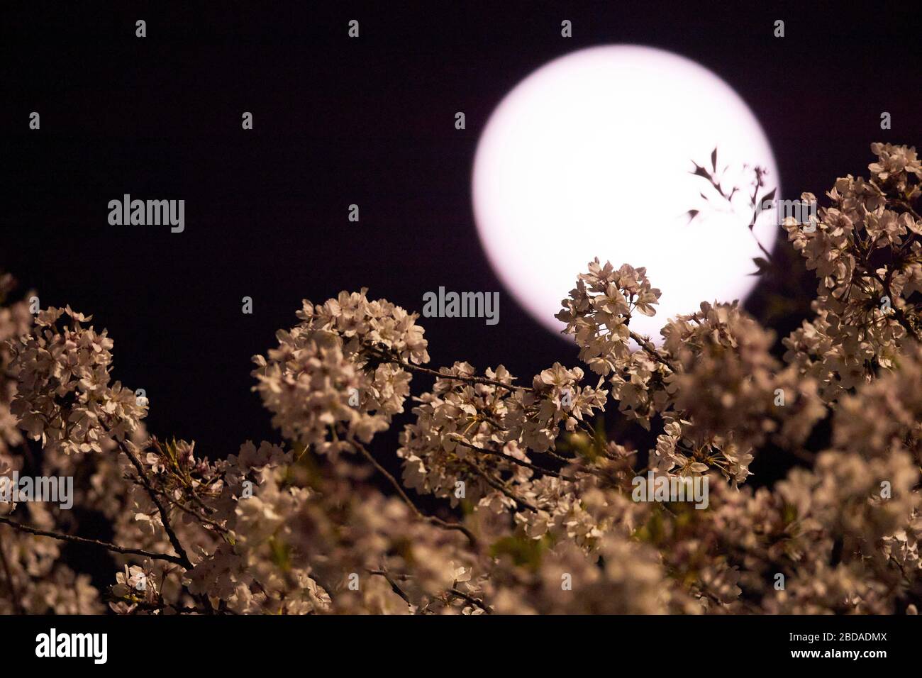 The Supermoon is seen behind the cherry blossoms in Yokohama, Japan on ...