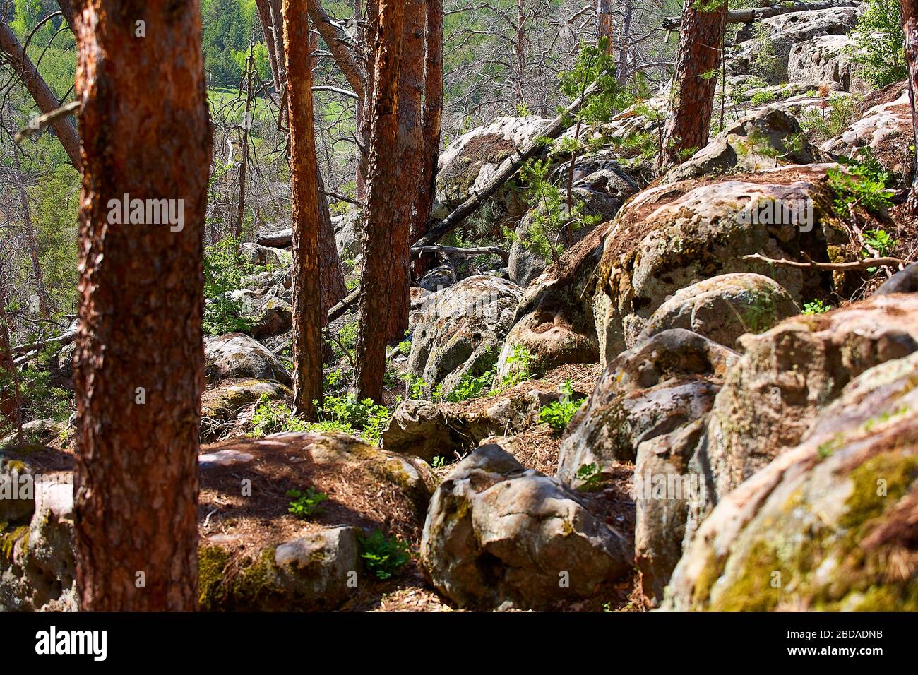 Large pine tree mountain hi-res stock photography and images - Alamy