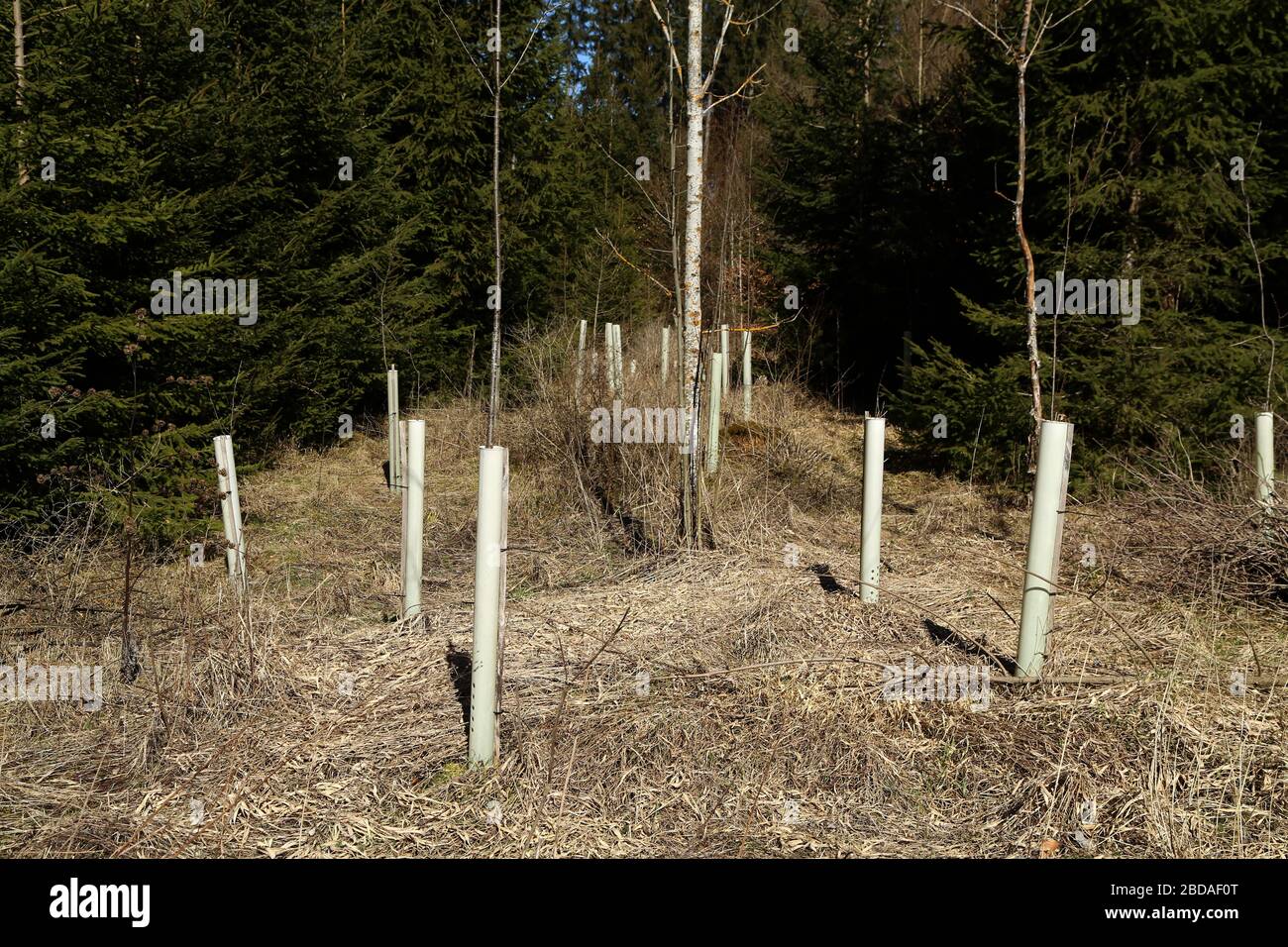 Newly planted young trees in the forest Stock Photo - Alamy