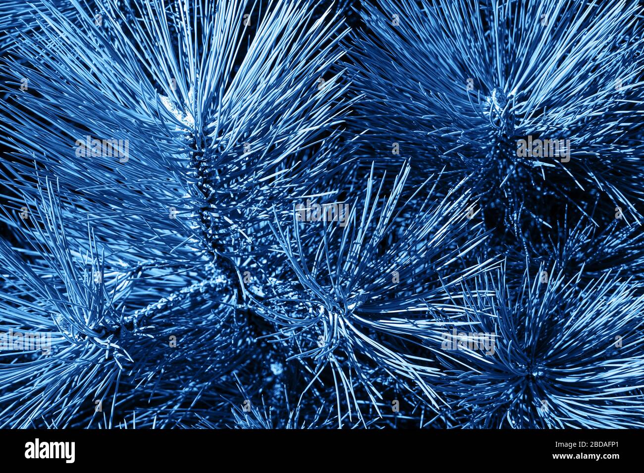 Flat lay Textured Background with furry tree branches for a Christmas ...