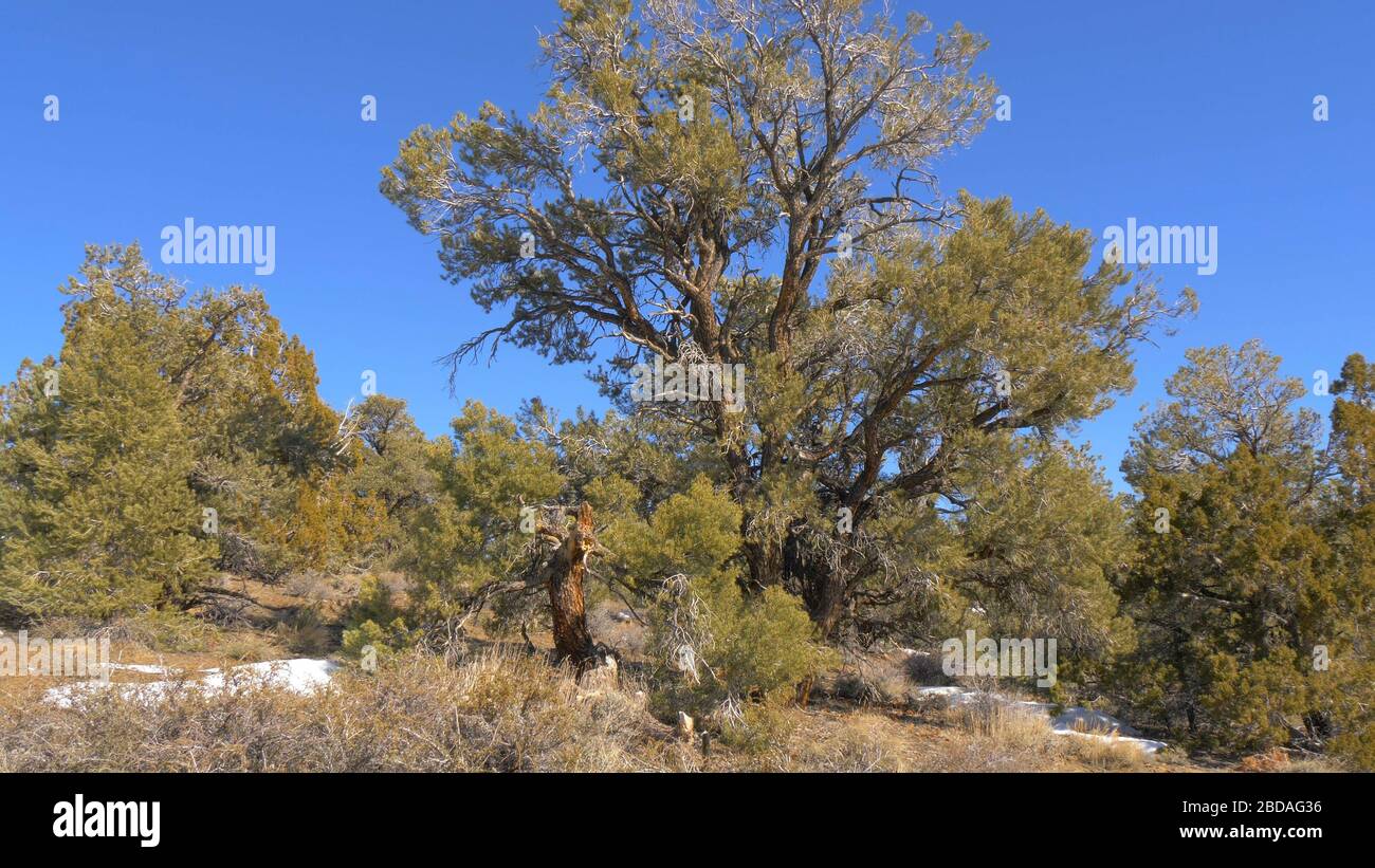 Beautiful Inyo National Forest in the Sierra Nevada Stock Photo - Alamy