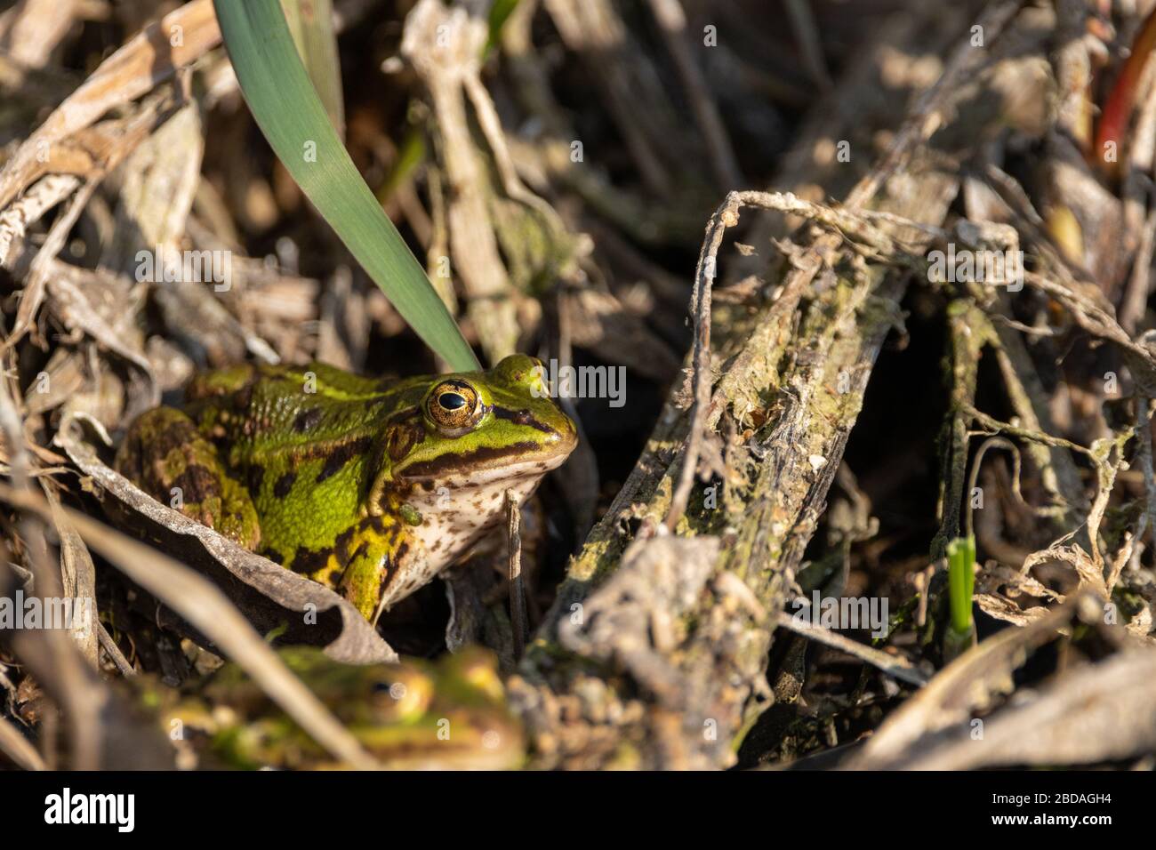 European Green Frog basking on waters edge Stock Photo - Alamy