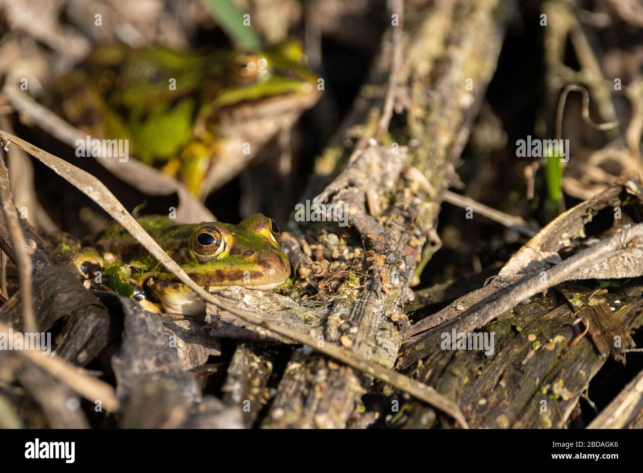 European Green Frog basking on waters edge Stock Photo - Alamy