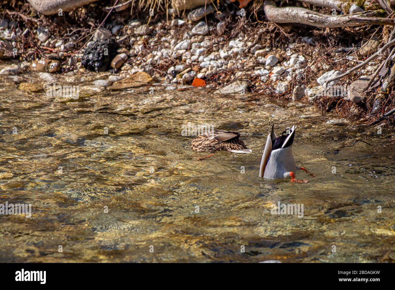 Two mallard duck nose diving in river Stock Photo - Alamy