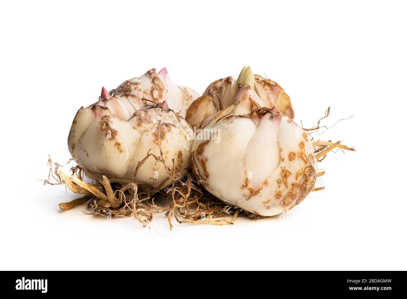 Lily bulbs isolated on white. Ready to plant Stock Photo - Alamy