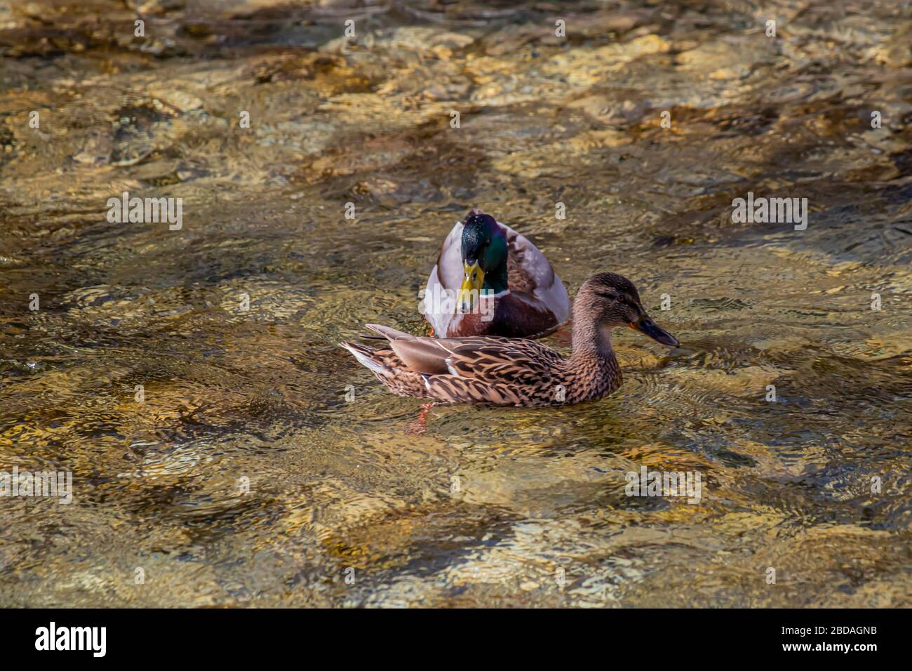 Female duck in water swimming with rocks female mallard duck hi-res ...
