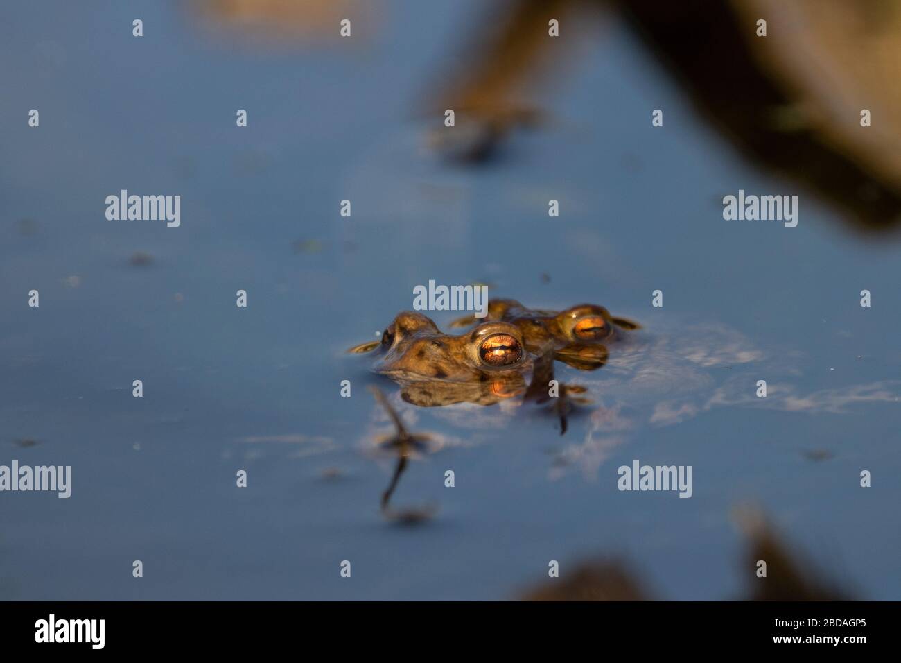 Roadkill common toad hi-res stock photography and images - Alamy