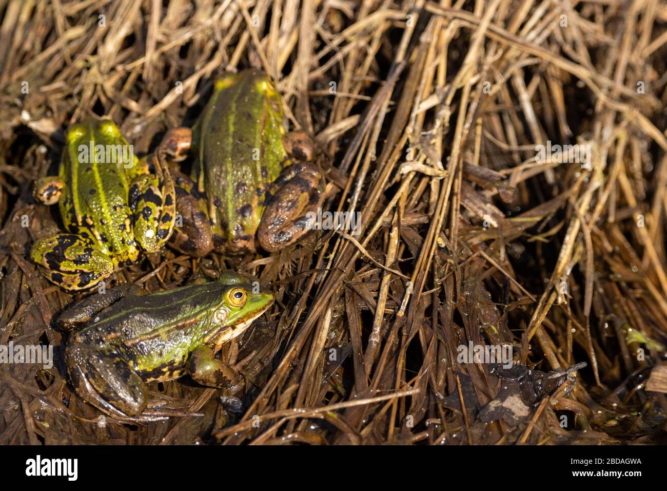 Multiple frogs hi-res stock photography and images - Alamy