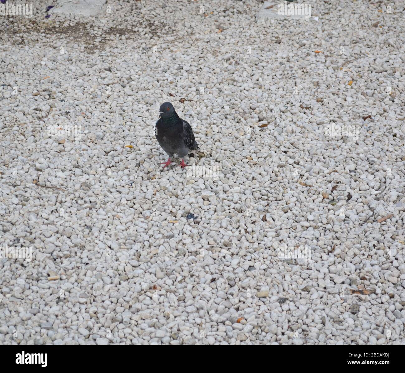 Sad pigeon hi-res stock photography and images - Alamy