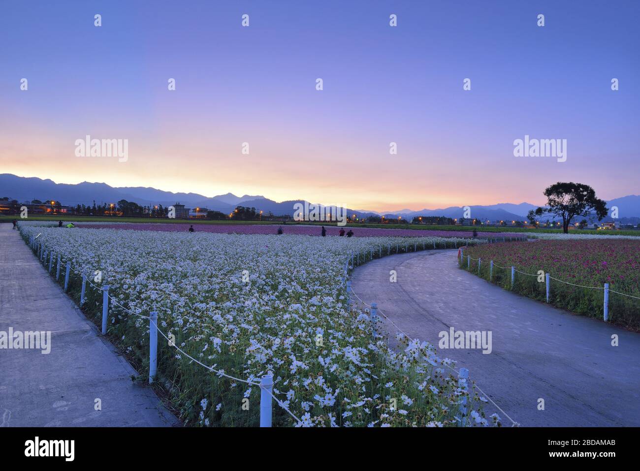 flower field Taiwan Stock Photo - Alamy