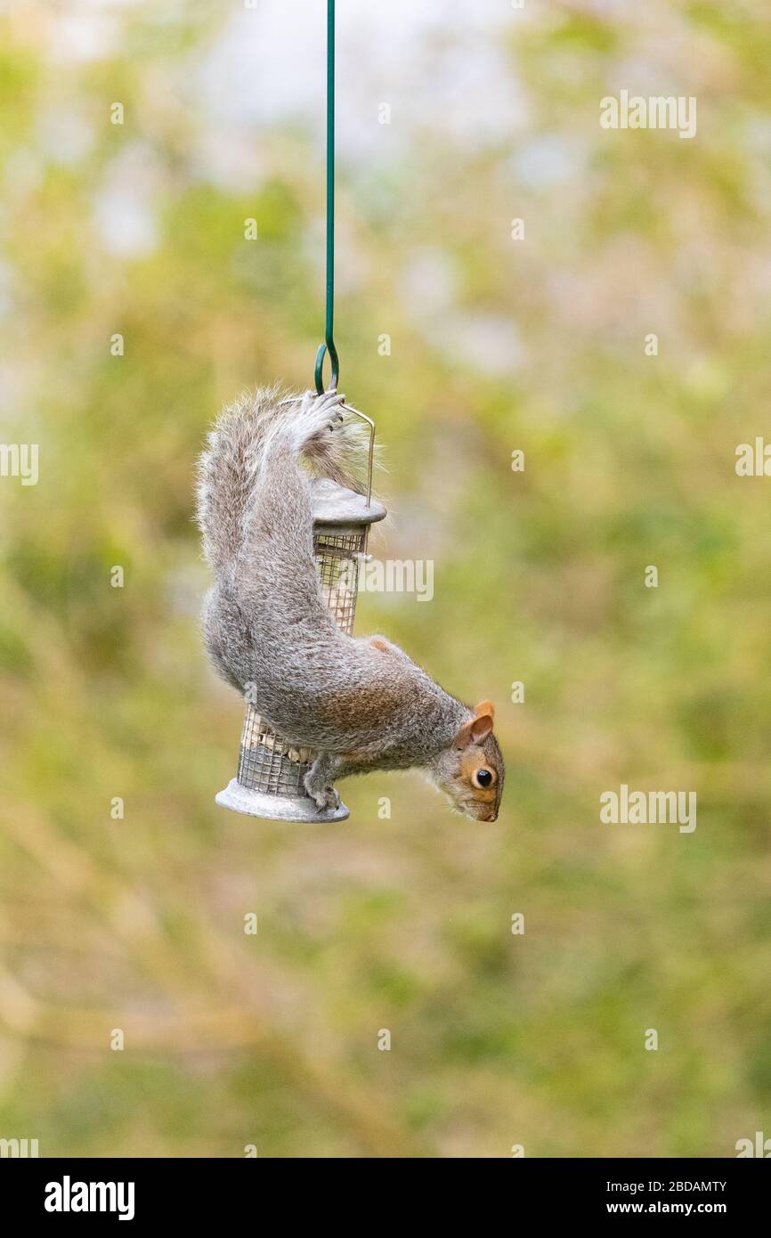 Squirrels feet hi-res stock photography and images - Alamy