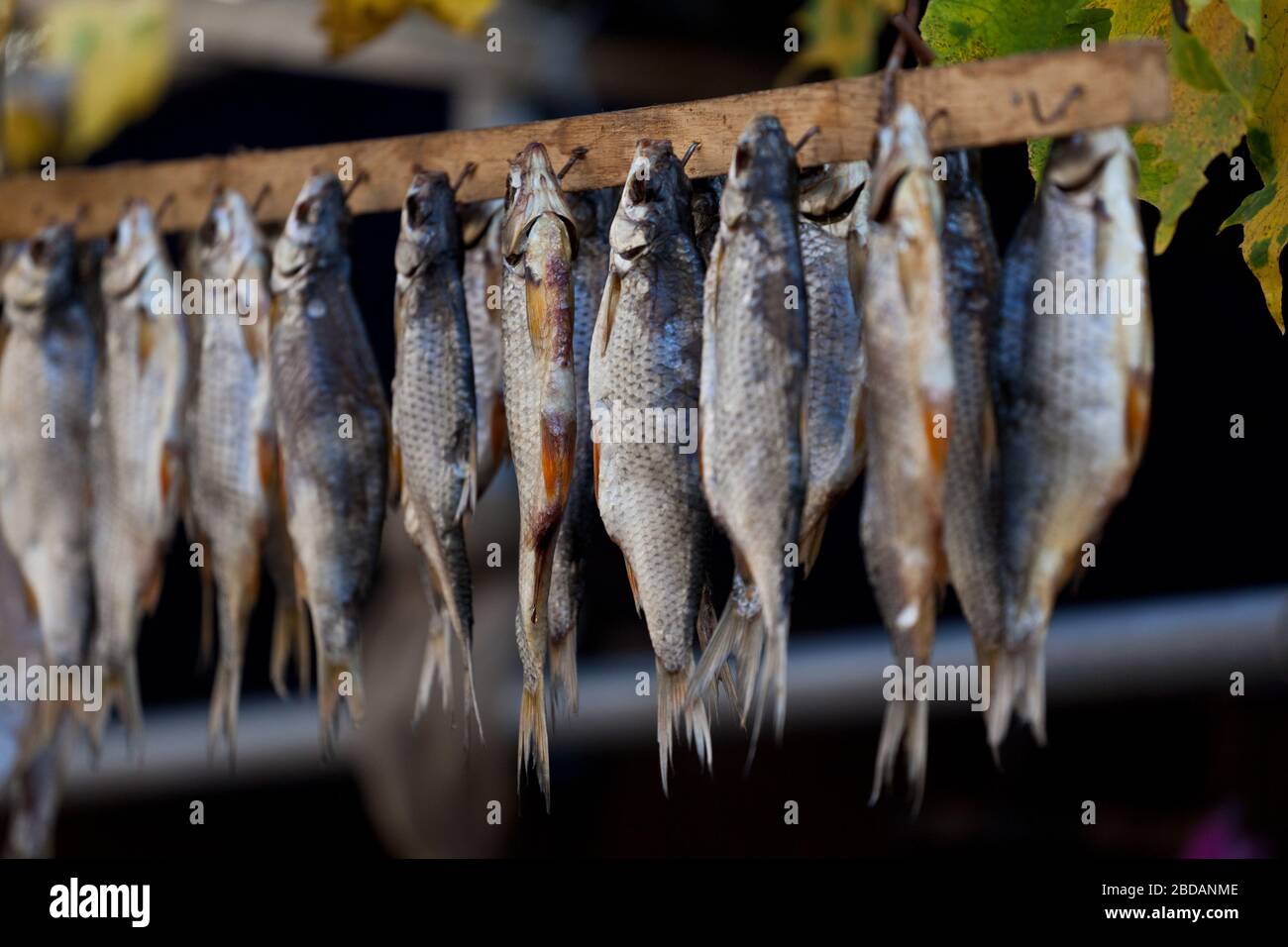 Taranka High Resolution Stock Photography and Images - Alamy