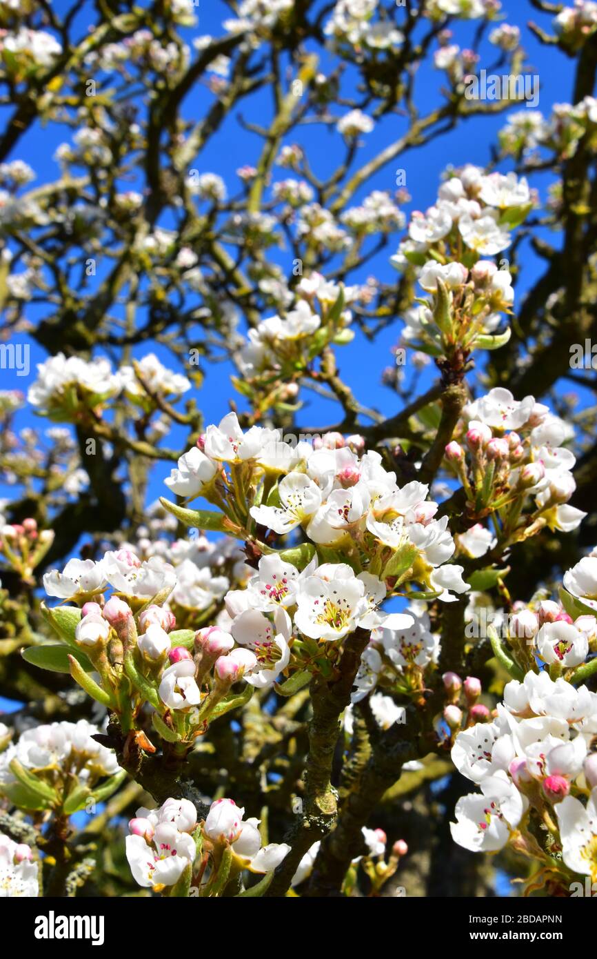 Pear Tree Blossom Stock Photo - Alamy